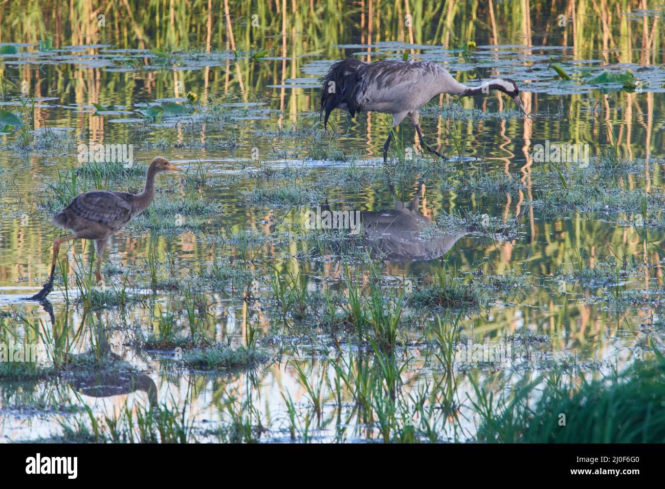 Spring crane hi-res stock photography and images - Alamy
