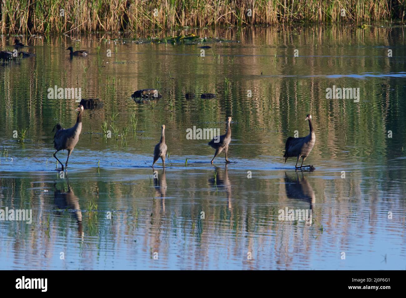 Common crane family Stock Photo - Alamy