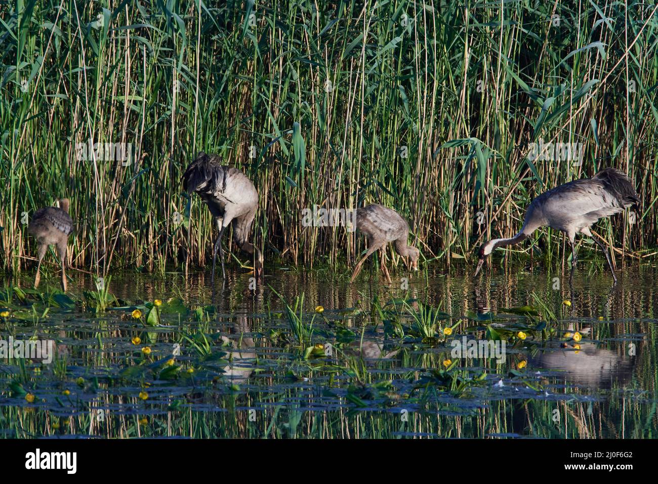 Spring crane bird animals hi-res stock photography and images - Alamy
