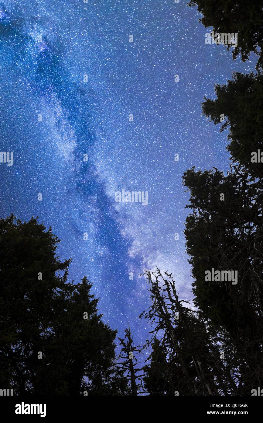 Blue Milky way falling stars pine trees silhouette Stock Photo - Alamy