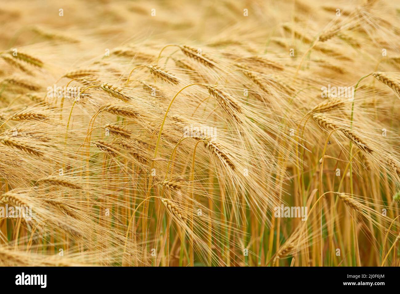 Barley field ripe barley hordeum hi-res stock photography and images ...
