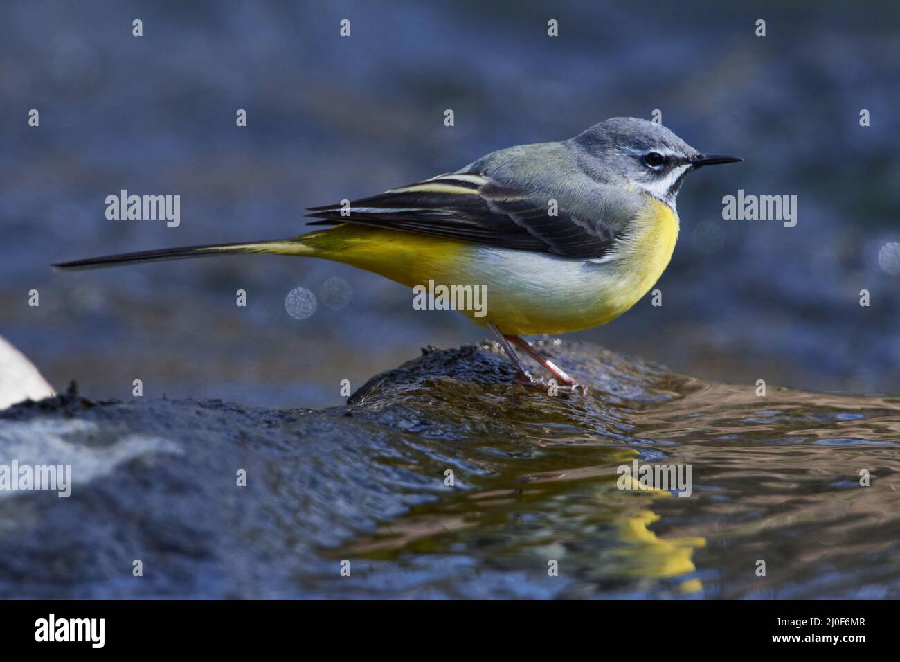 Feather spring hi-res stock photography and images - Alamy