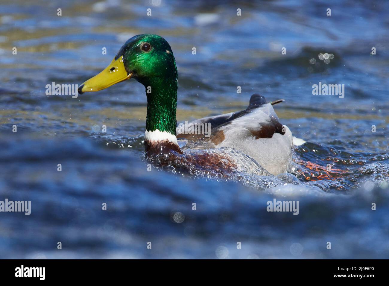 Beautiful male mallard hi-res stock photography and images - Alamy