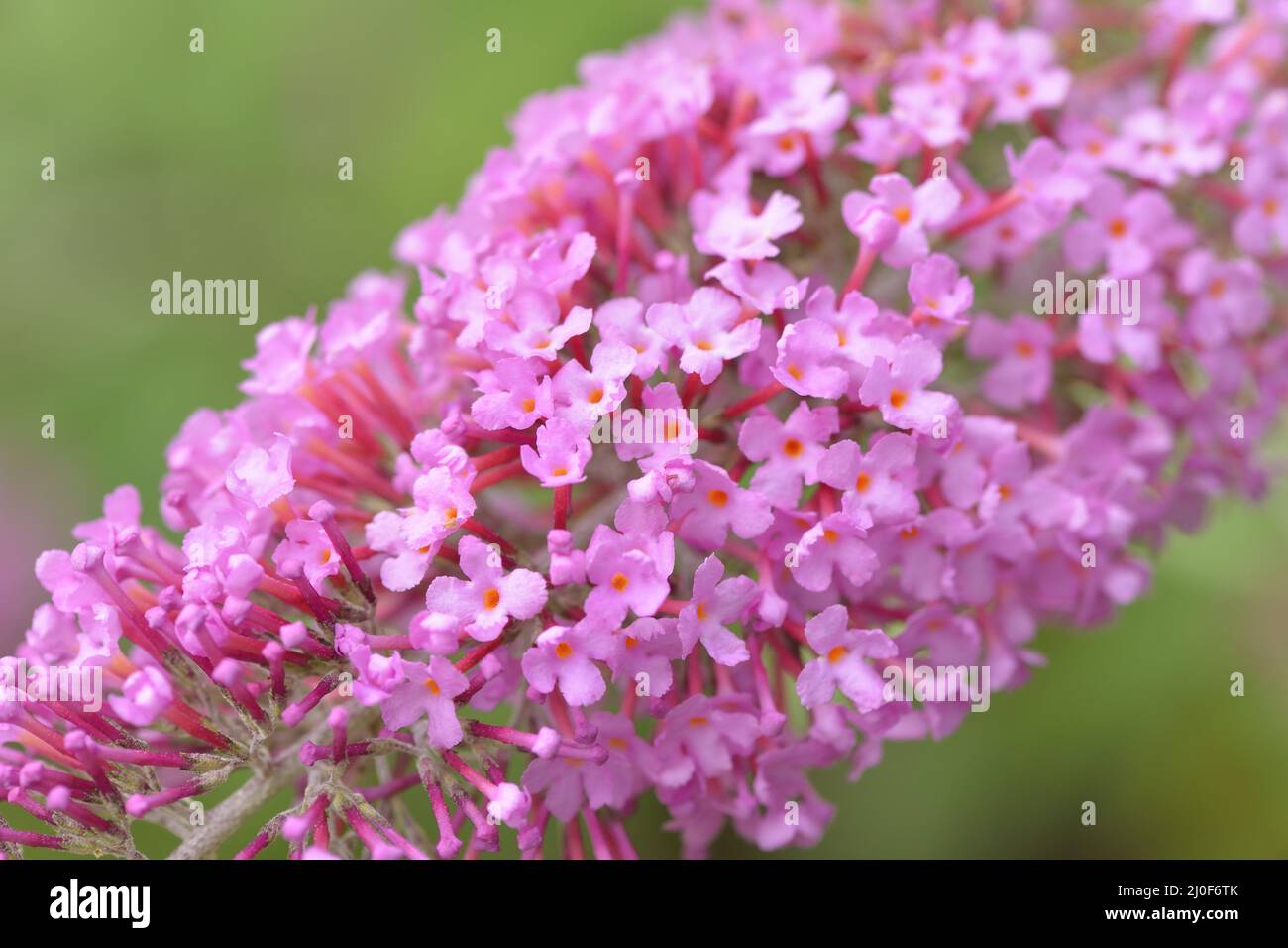 Shrub buddleja davidii blooming buddleja flower plant hi-res stock ...