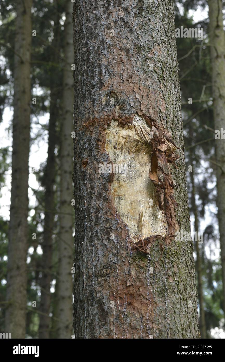 Tree destroyed in the forest Stock Photo - Alamy