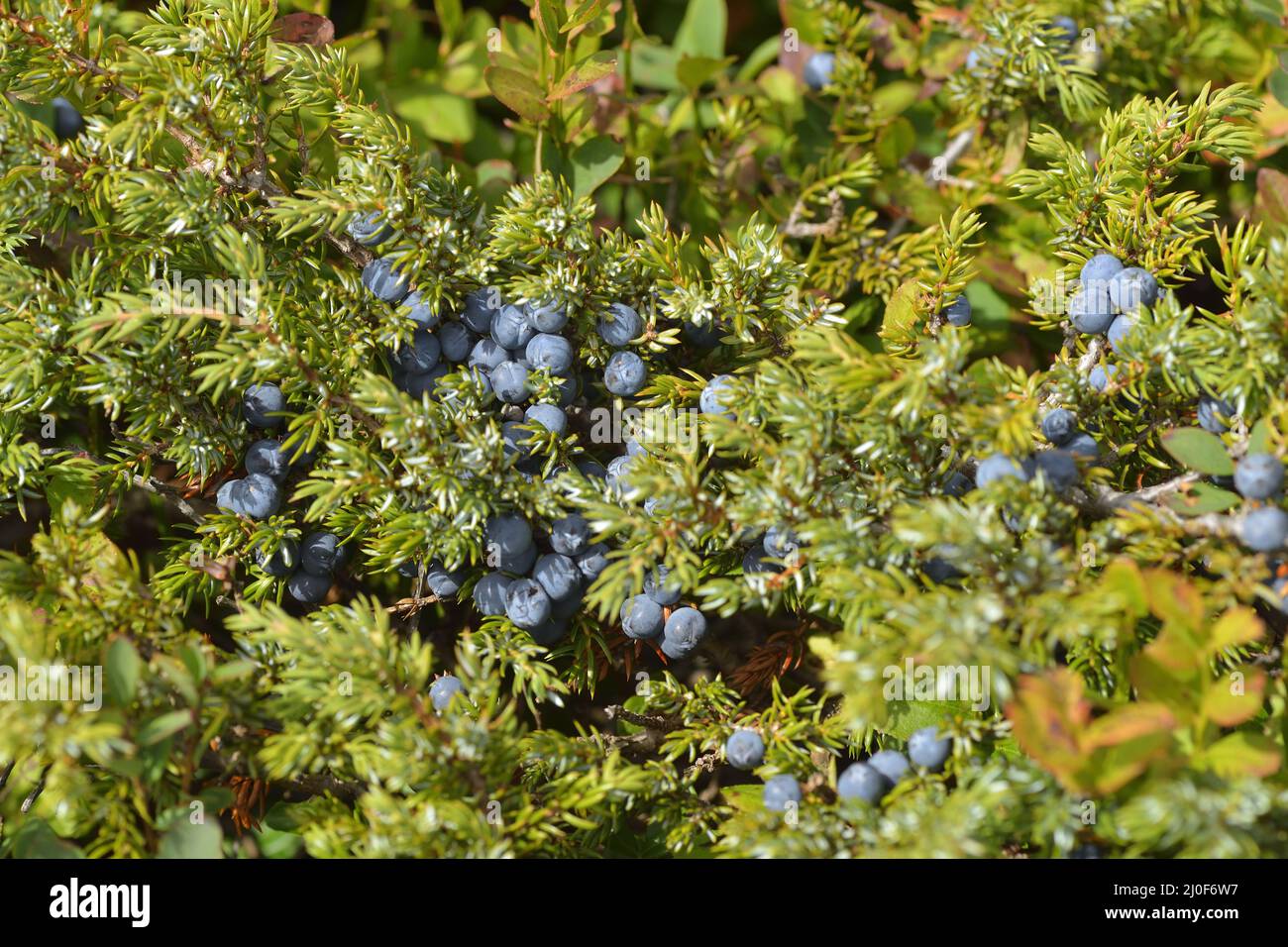 Common juniper branch juniperus hi-res stock photography and images - Alamy