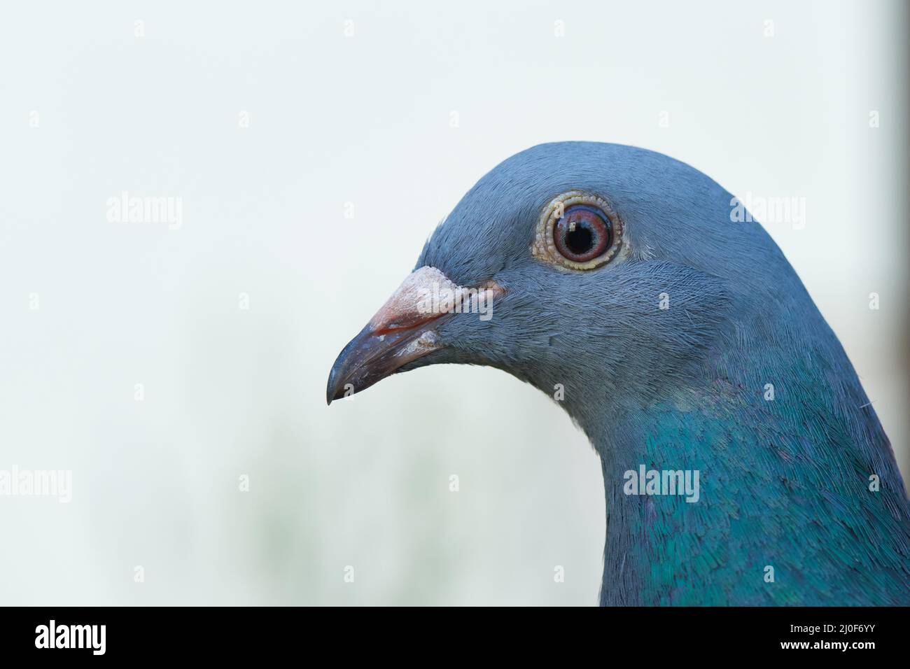 Homing head hi-res stock photography and images - Alamy