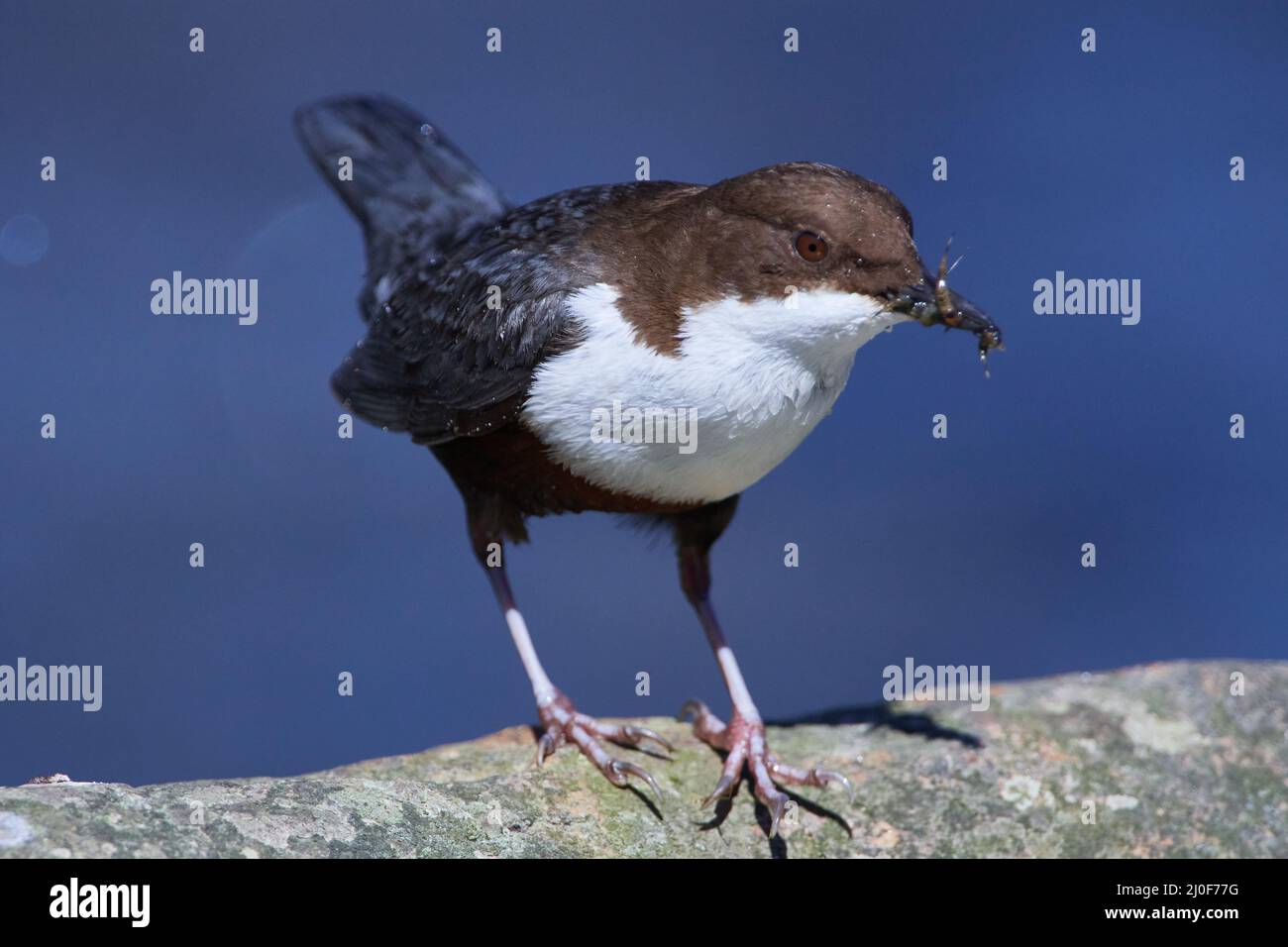 Dipper under water hi-res stock photography and images - Alamy