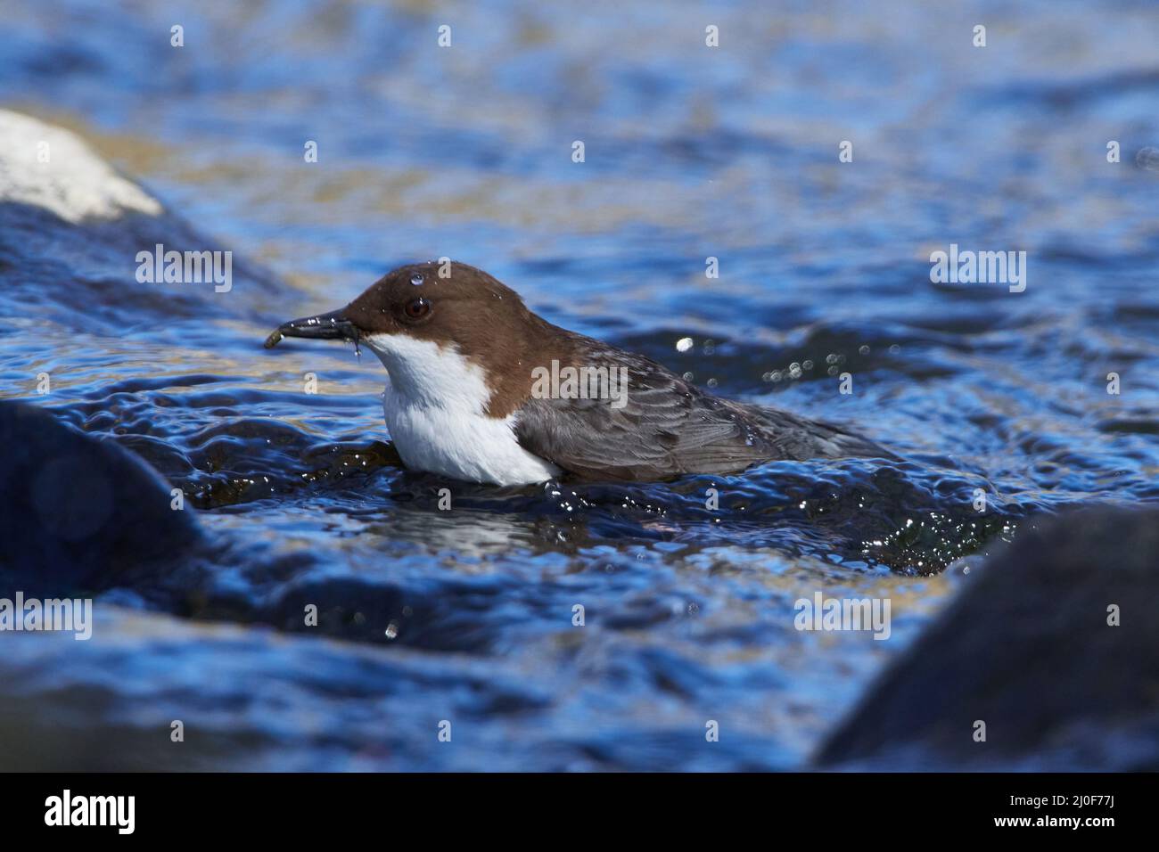Dipper under water hi-res stock photography and images - Alamy