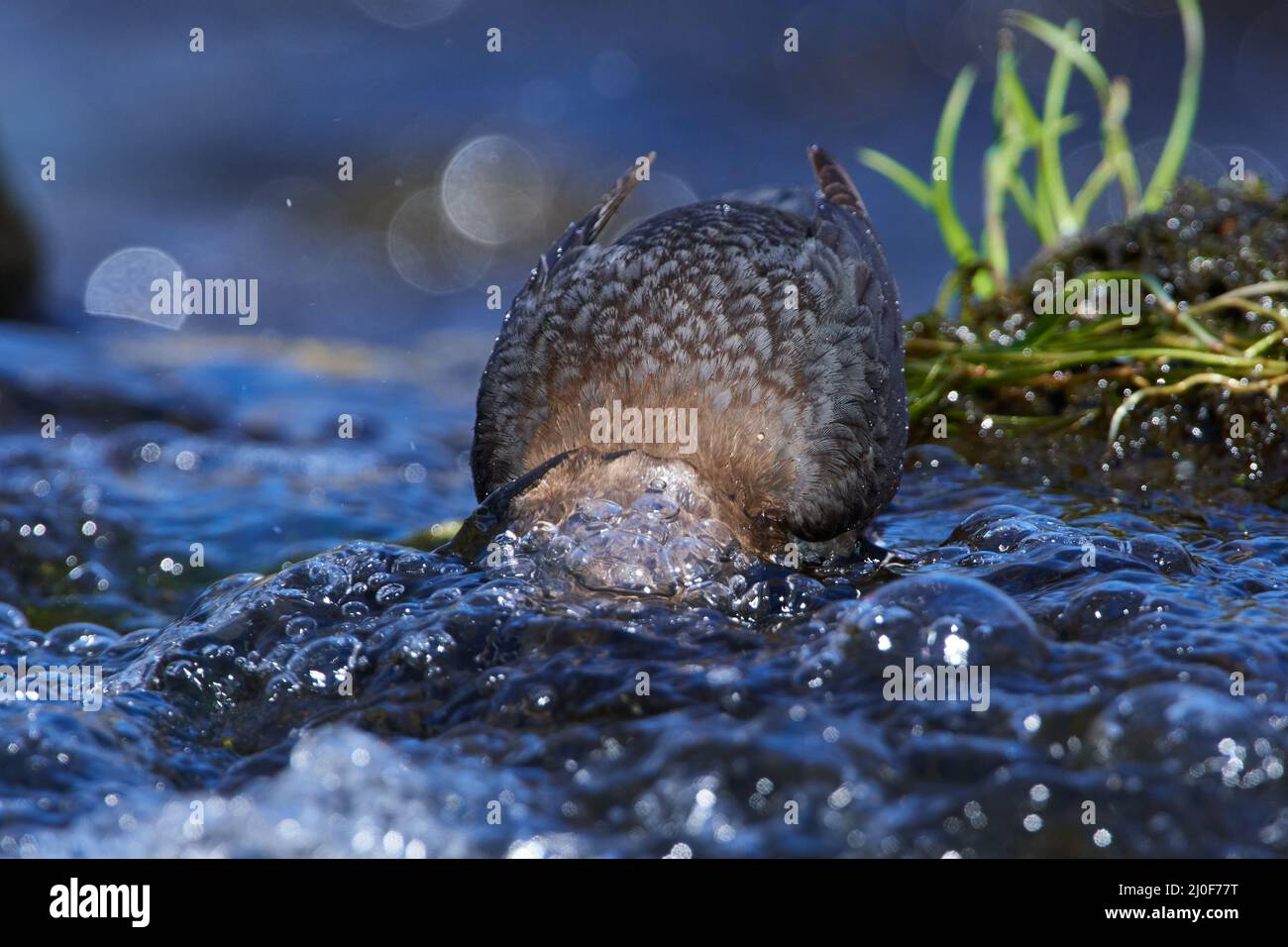Black dipper hi-res stock photography and images - Alamy