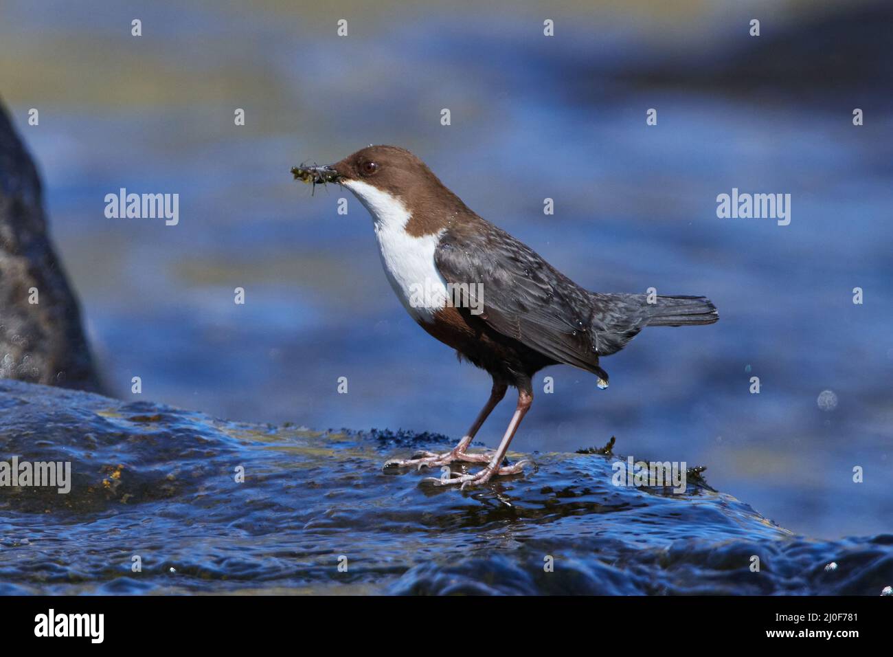 Dipper under water hi-res stock photography and images - Alamy
