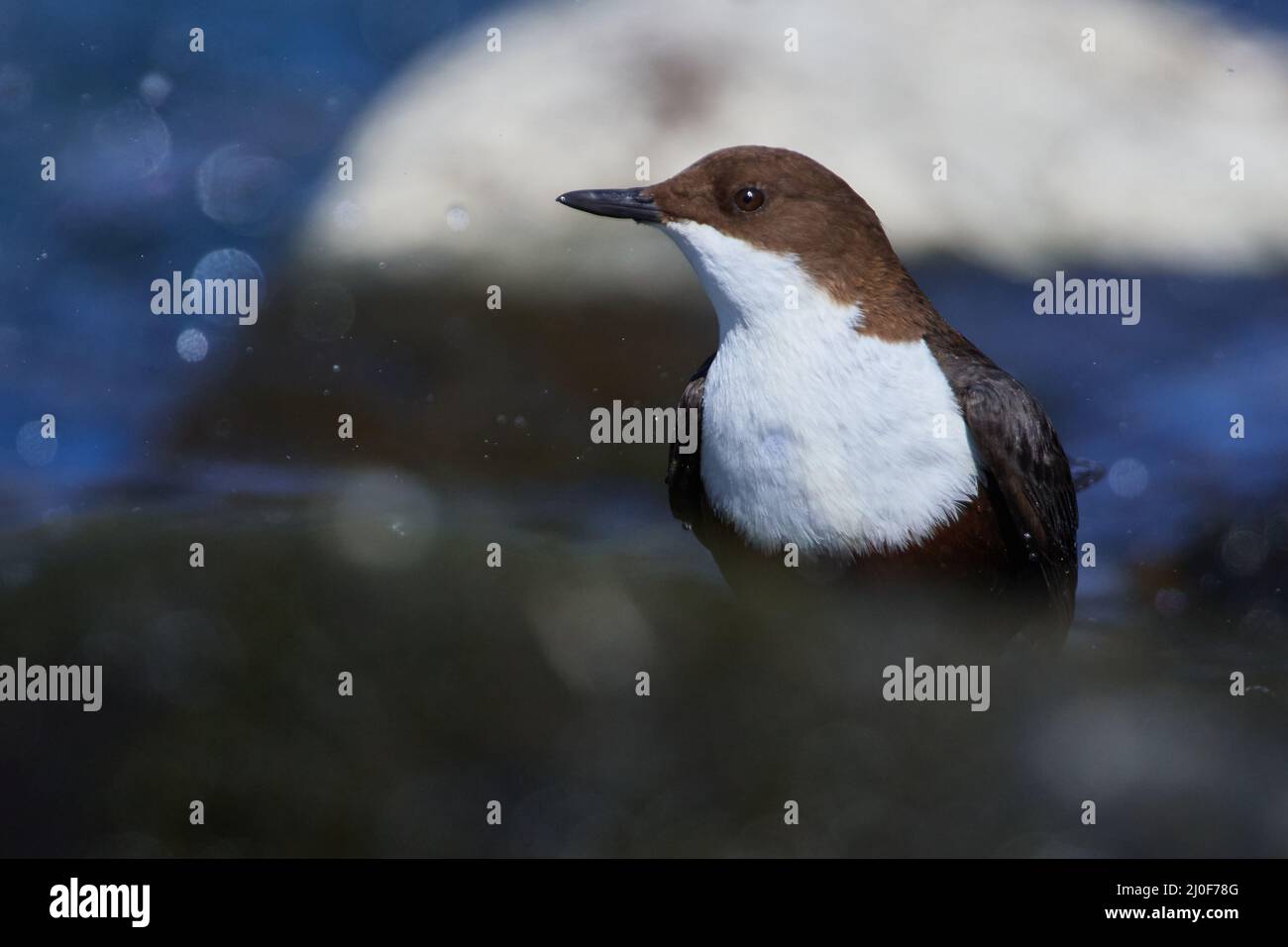Dipper under water hi-res stock photography and images - Alamy
