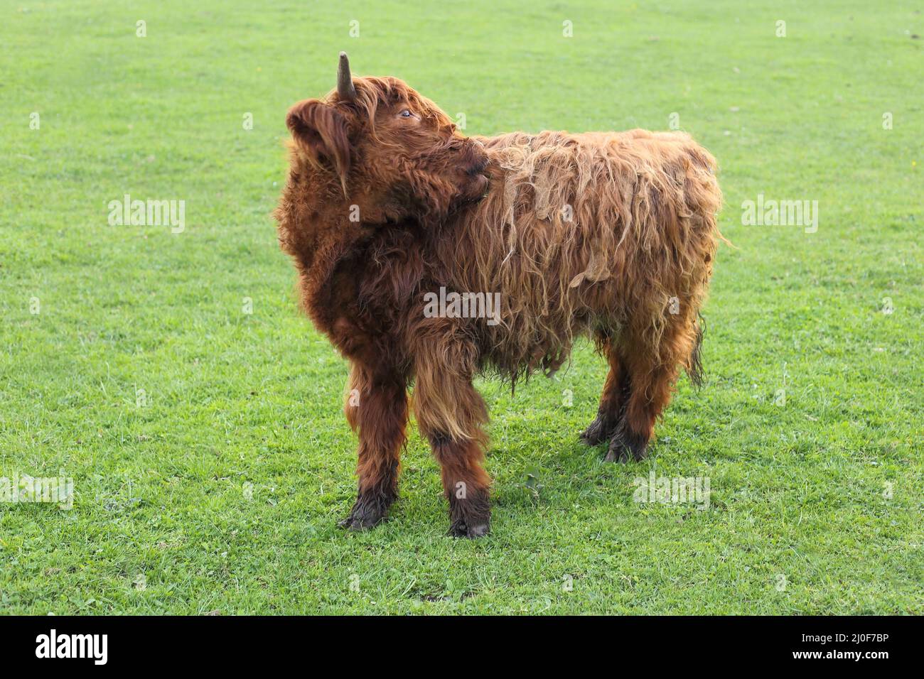 Wool cow hi-res stock photography and images - Alamy