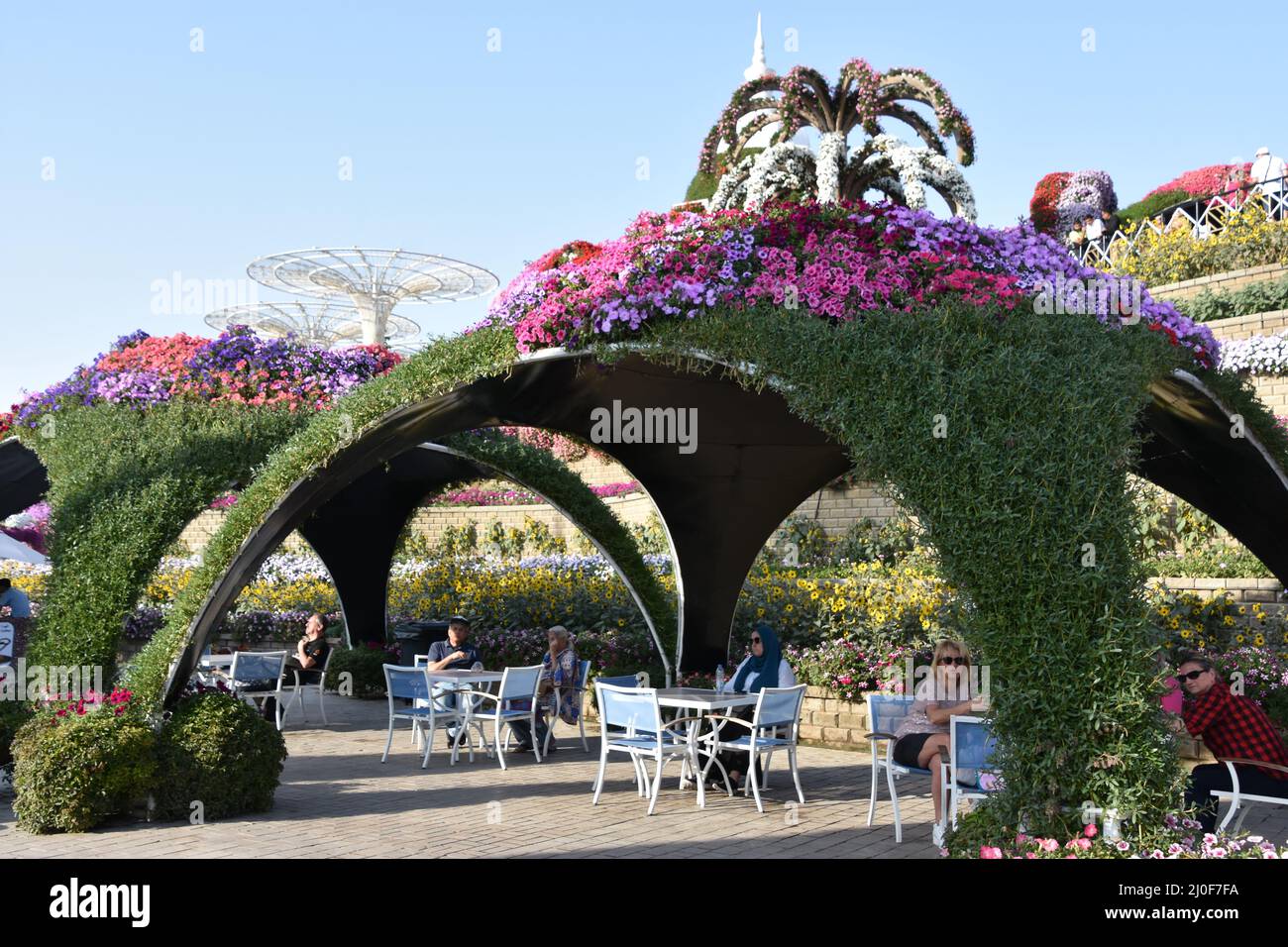 Dubai miracle garden peacock hi-res stock photography and images - Alamy