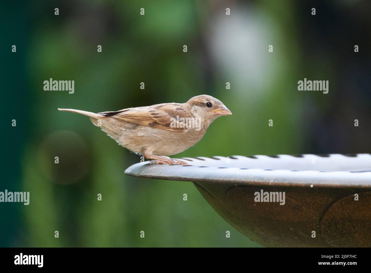 Female house sparrow bathing hi-res stock photography and images - Alamy