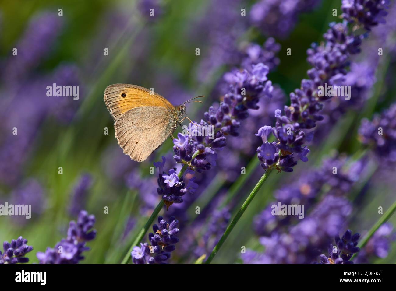Dusky brown hi-res stock photography and images - Alamy