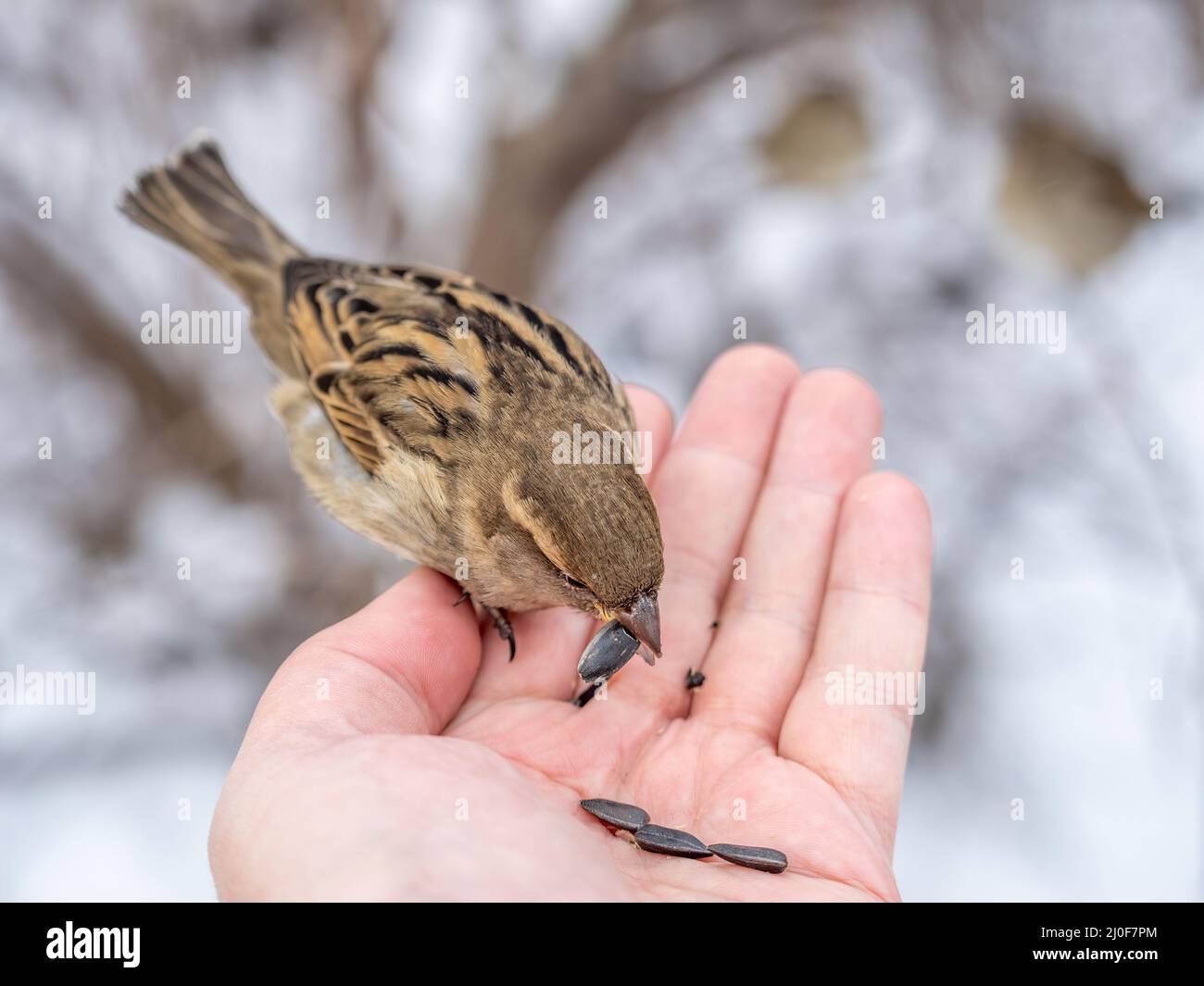 Sparrow eats seeds from a man's hand. A Sparrow bird sitting on the ...