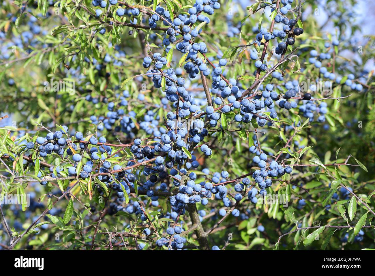 Blackthorn prunus spinosa close up leaves hi-res stock photography and ...
