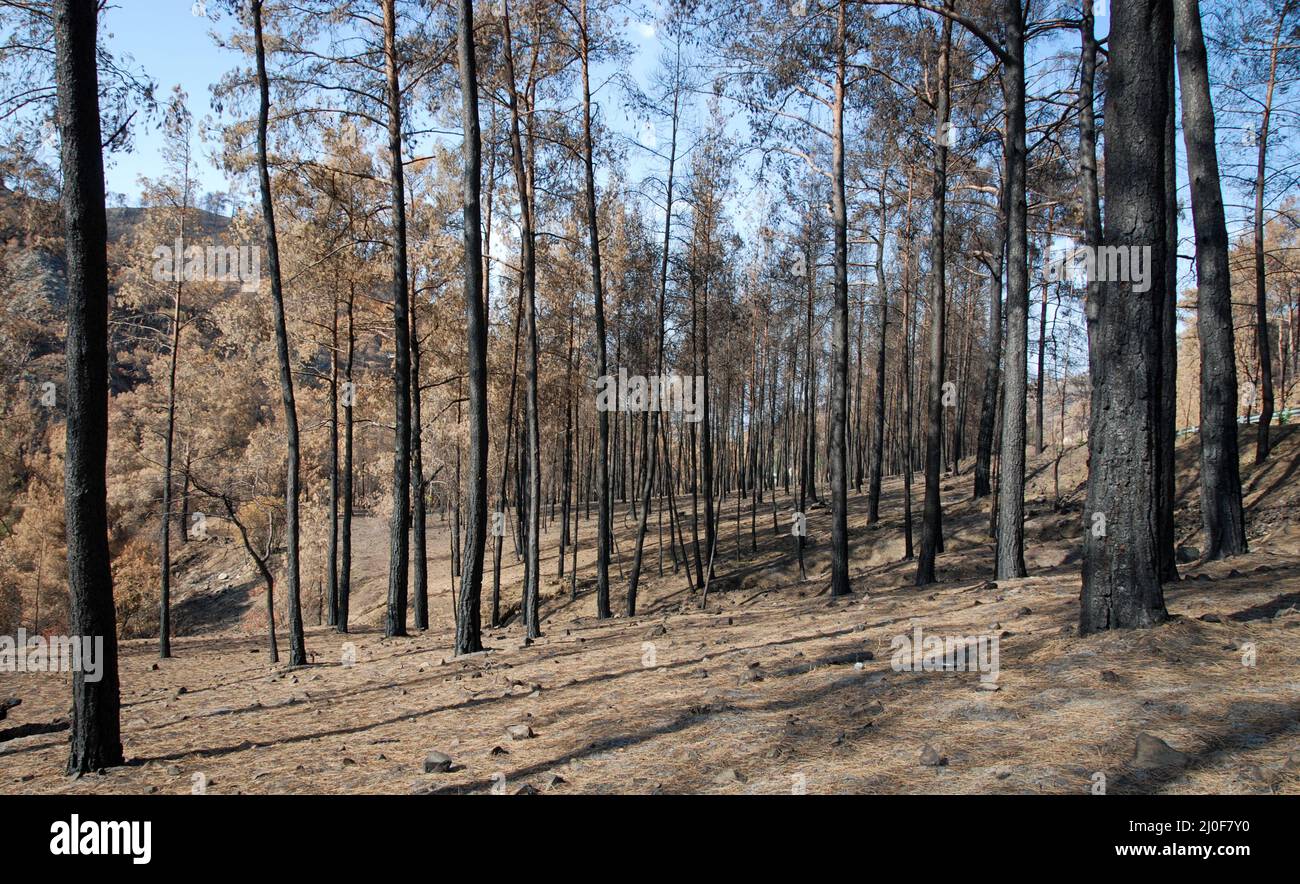 Burned trees after forest fire hi-res stock photography and images - Alamy