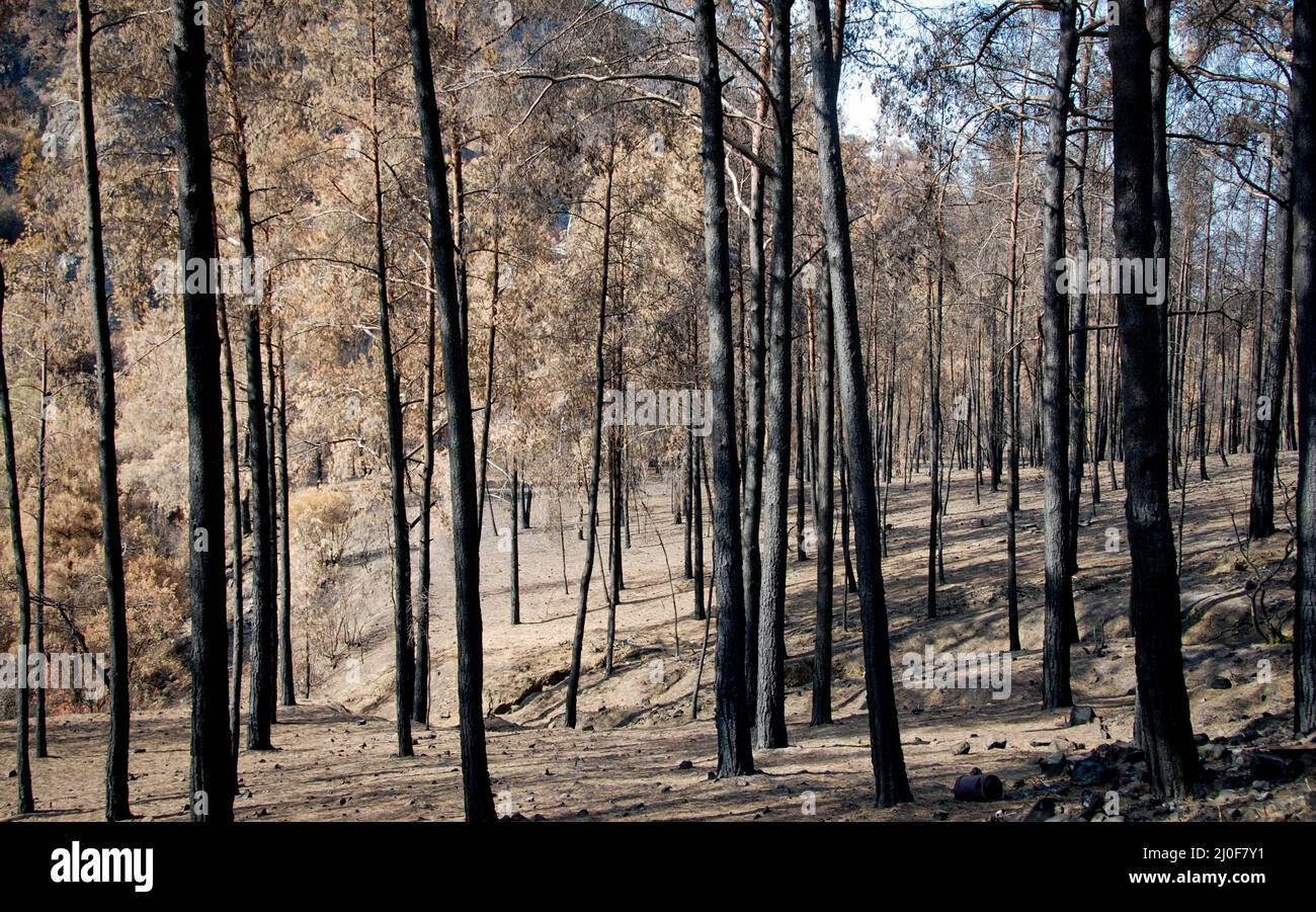 Burned forest with trees after a forest fire Stock Photo - Alamy