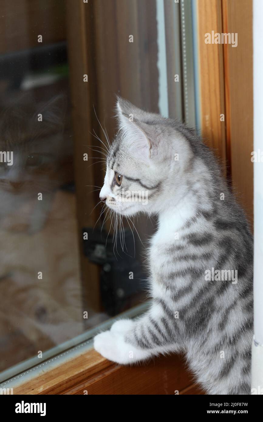 Little cat on window Stock Photo - Alamy
