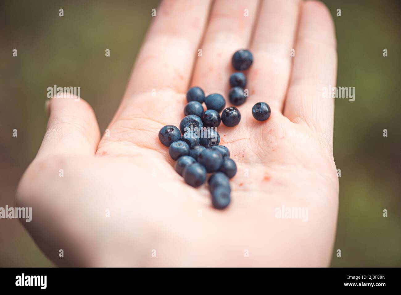 Mans hand holding blueberries hi-res stock photography and images - Alamy