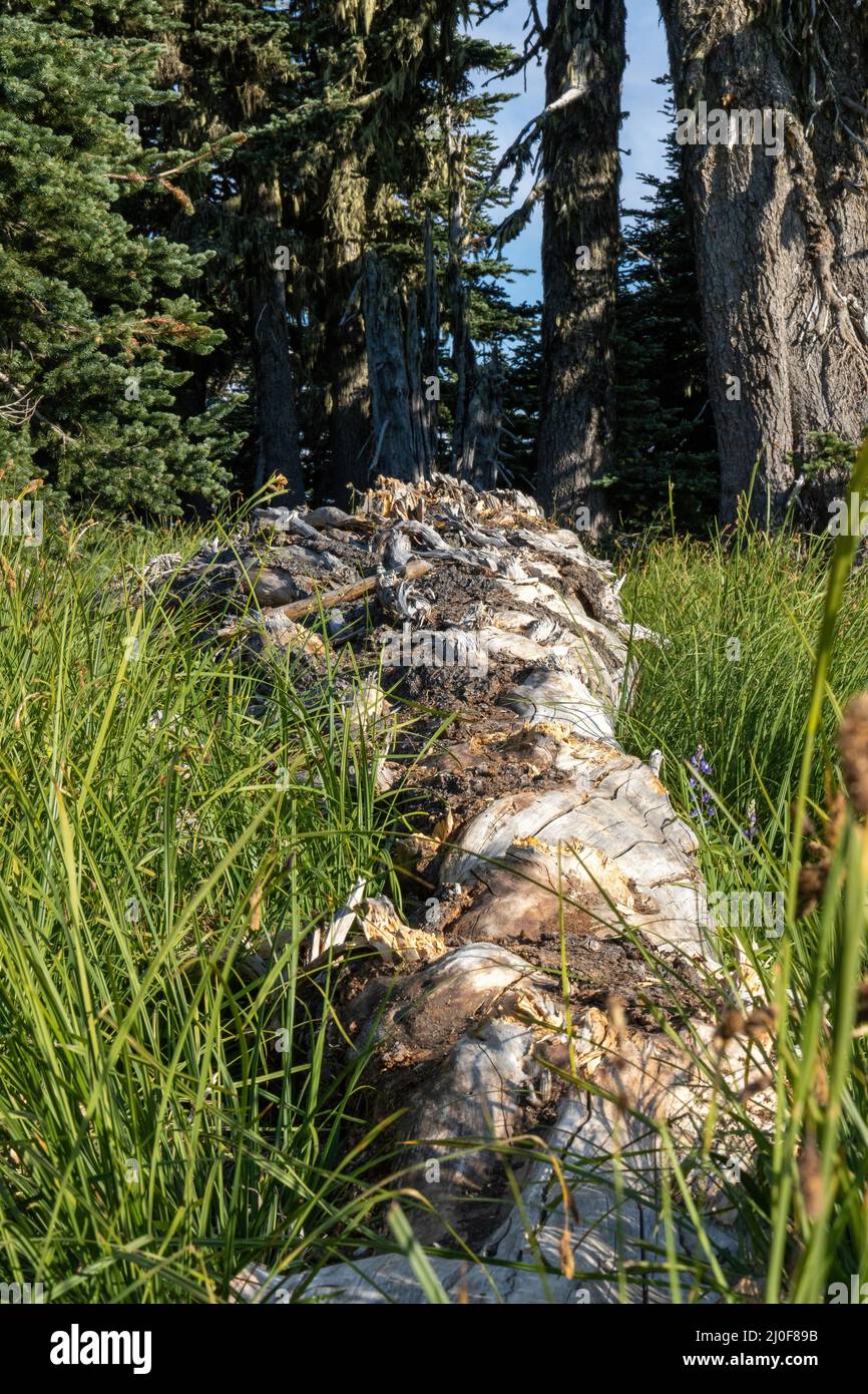 tree limb lating on the ground in tall grass Stock Photo - Alamy