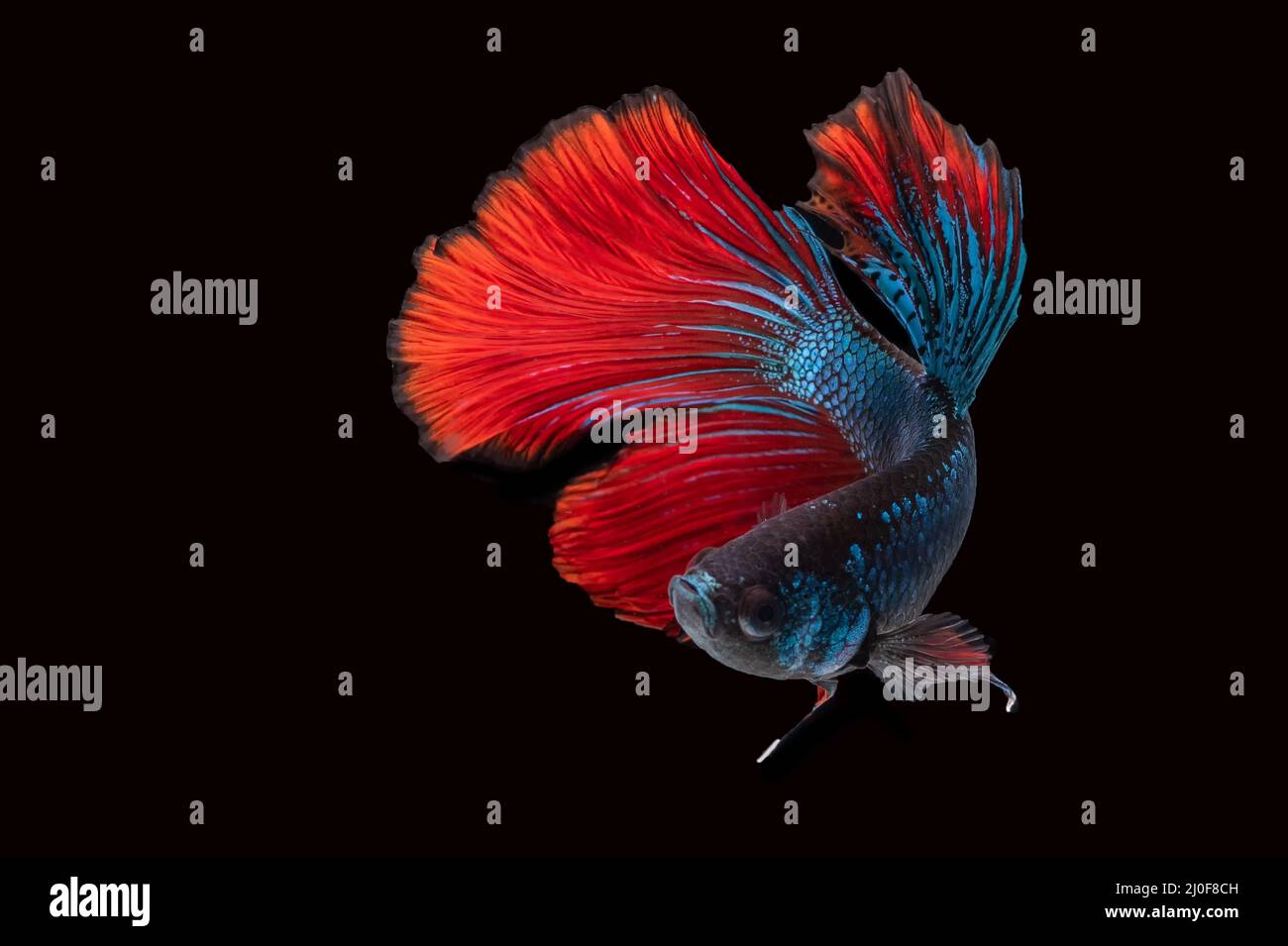 Betta fighting fish hi-res stock photography and images - Alamy