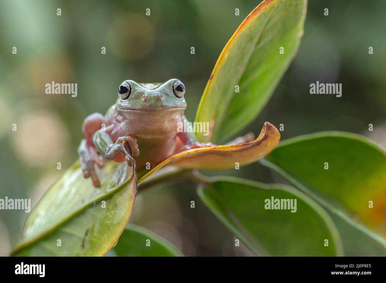 White-lipped tree frog Stock Photo - Alamy