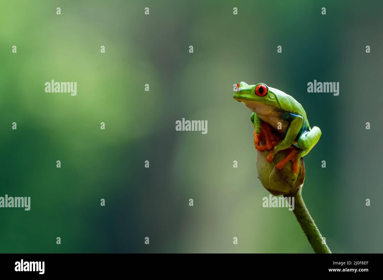 Red eyed green tree frog Stock Photo - Alamy
