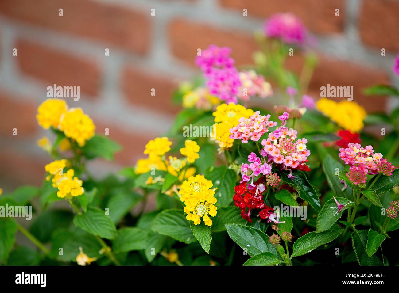 Pinke pflanze hi-res stock photography and images - Alamy