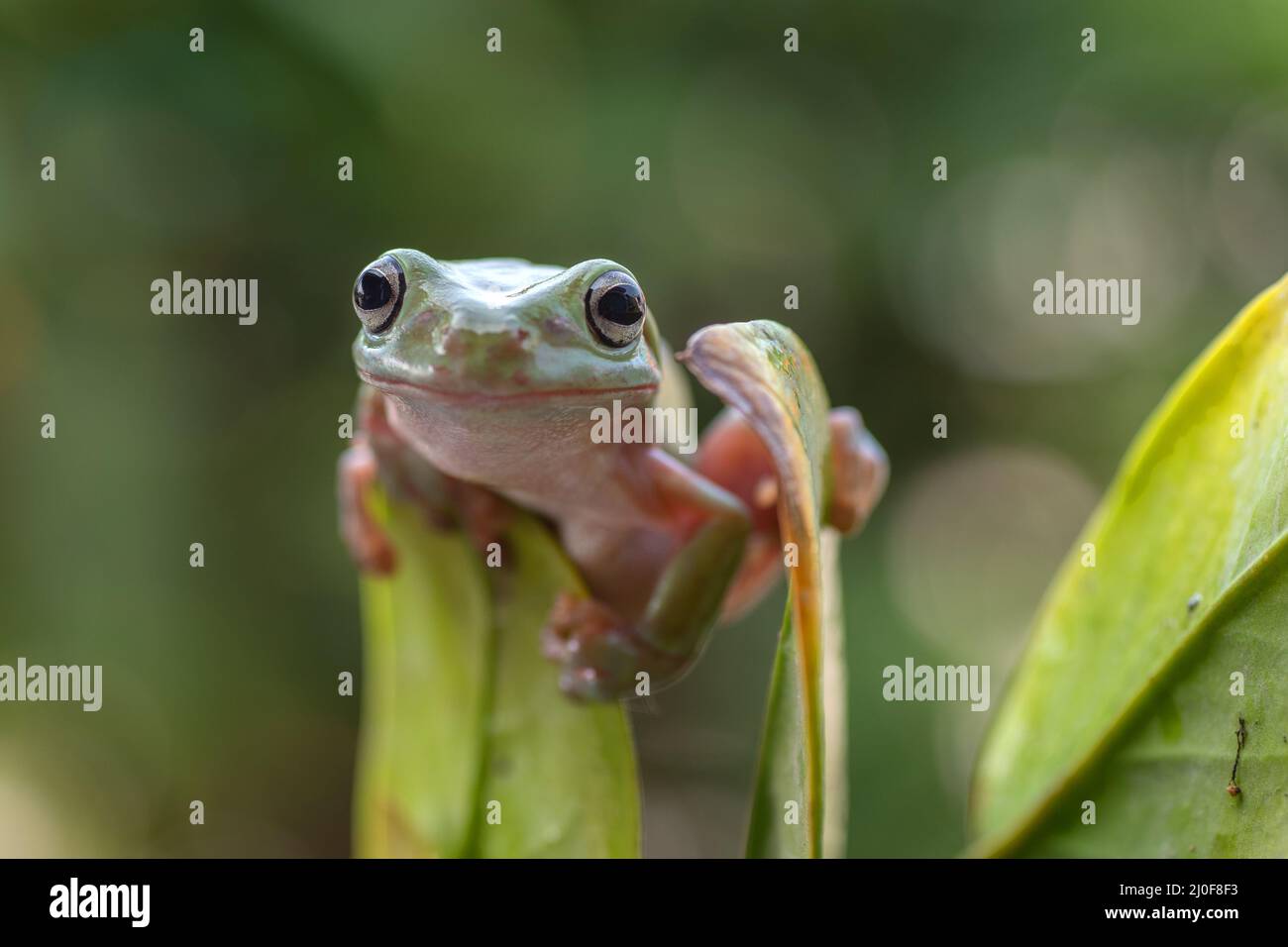 White-lipped tree frog Stock Photo - Alamy