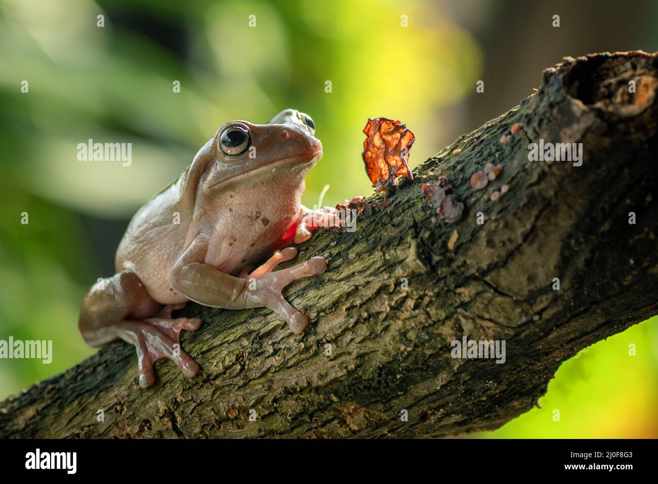 White-lipped tree frog Stock Photo - Alamy