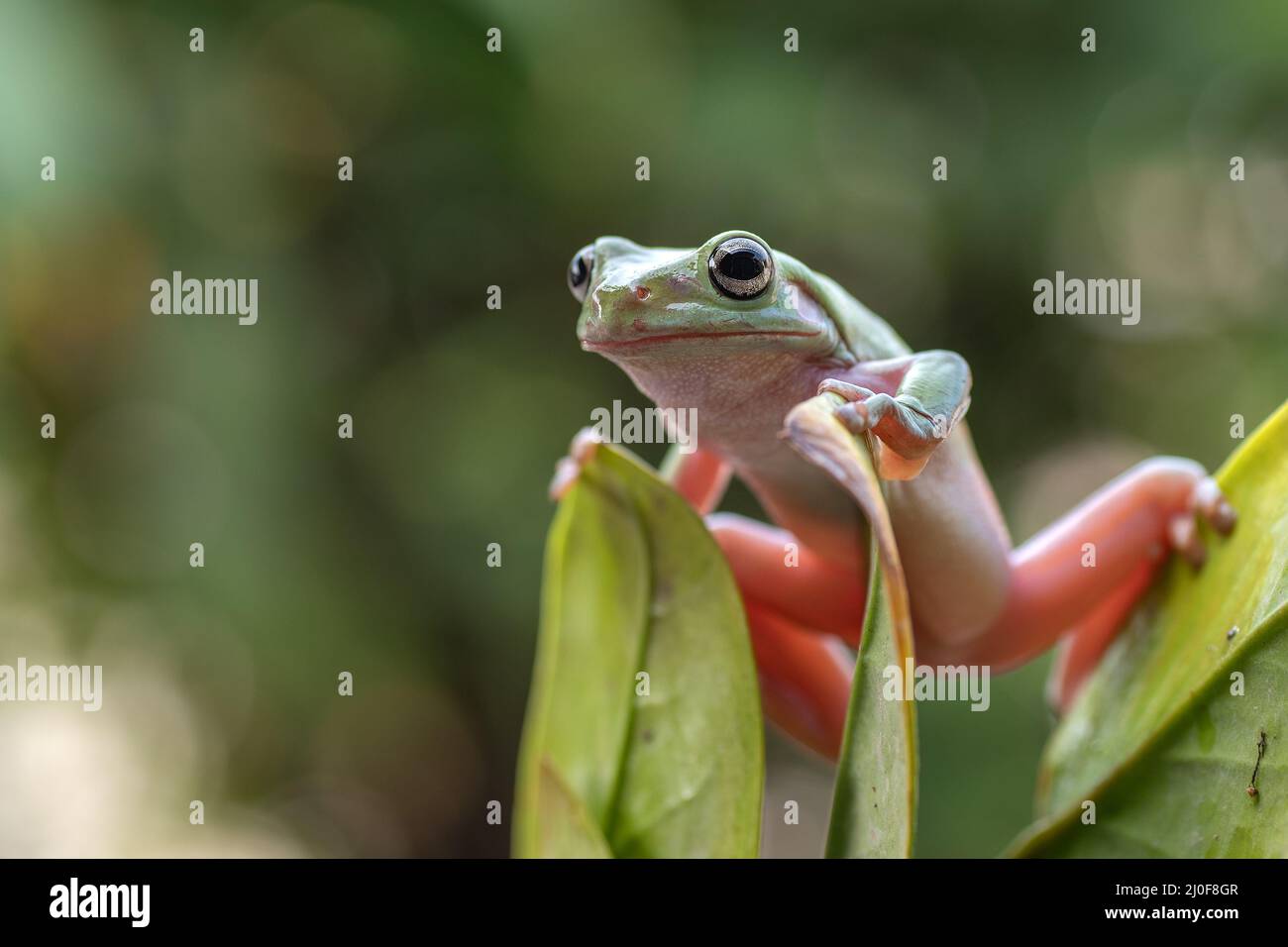 White-lipped tree frog Stock Photo - Alamy