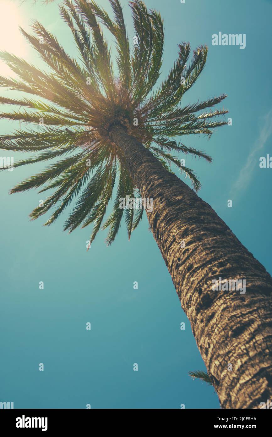 Tropical palm tree hi-res stock photography and images - Alamy