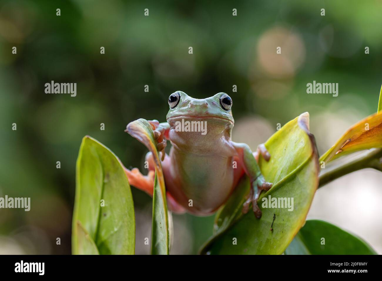 White-lipped tree frog Stock Photo - Alamy