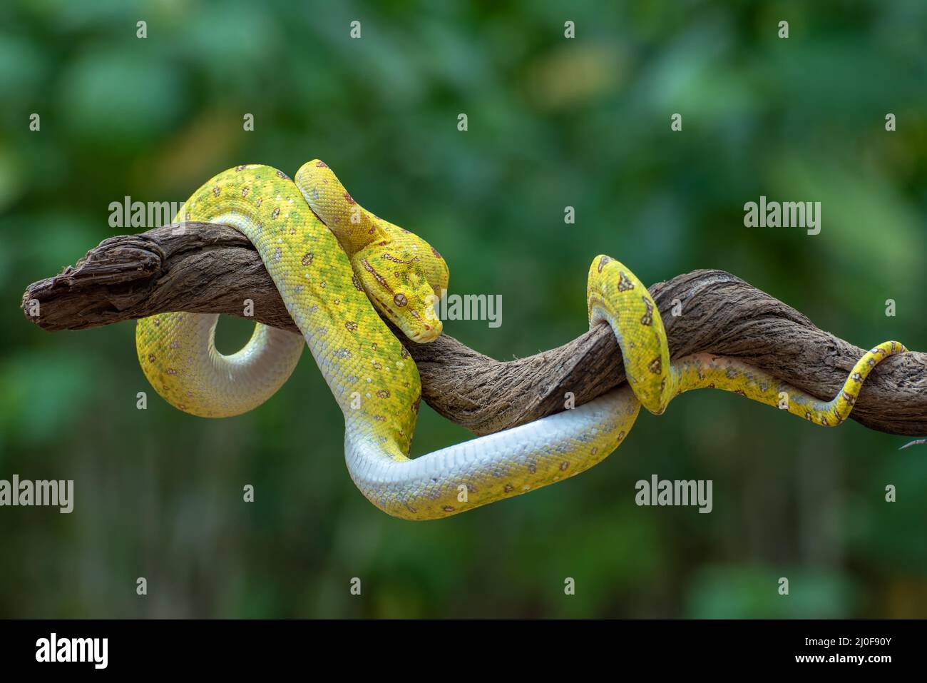Green Tree Phyton Stock Photo - Alamy