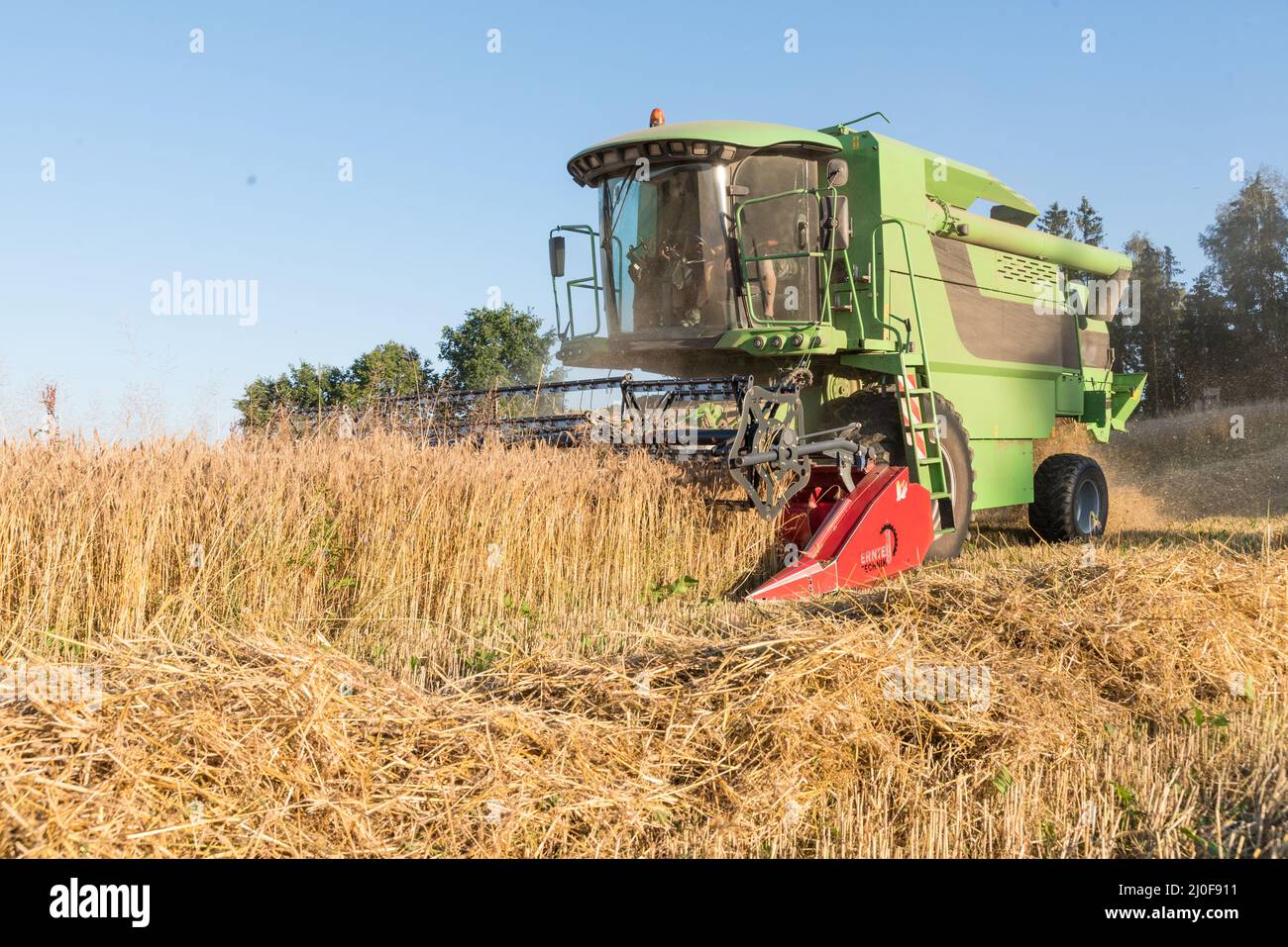 Harvesting grain with combine harvester Stock Photo - Alamy