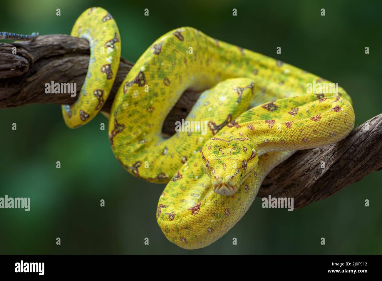 Green Tree Phyton Stock Photo - Alamy