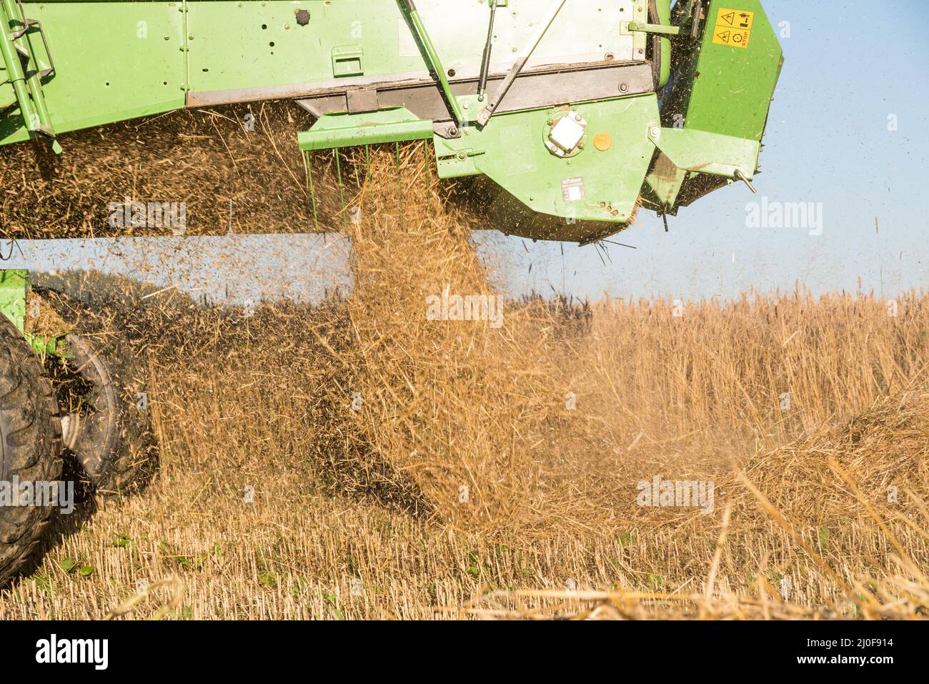 Combine and straw - close-up grain harvest Stock Photo - Alamy