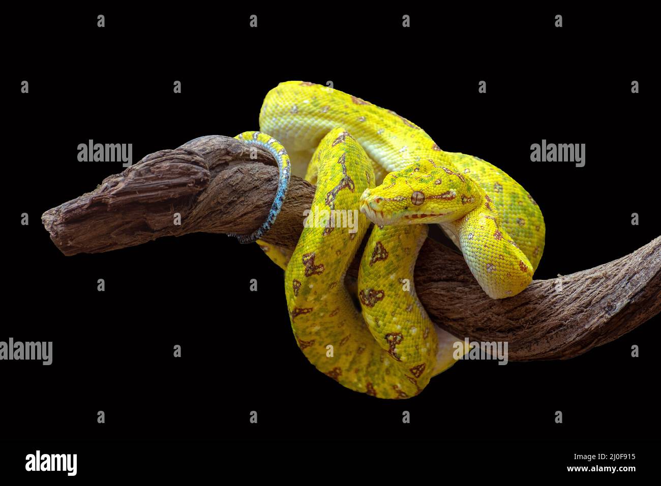 Green Tree Phyton Stock Photo - Alamy