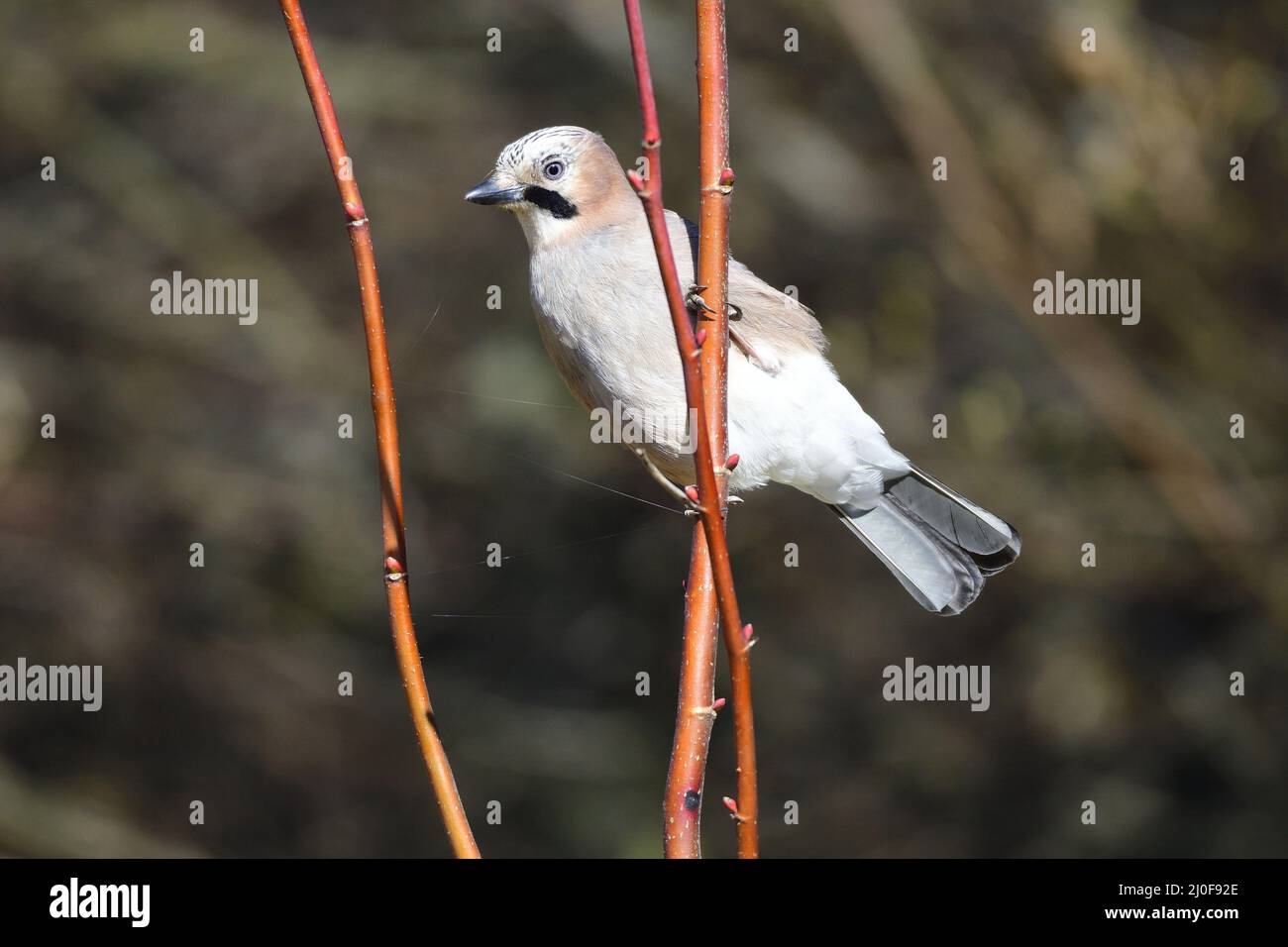 Close up common jay hi-res stock photography and images - Alamy