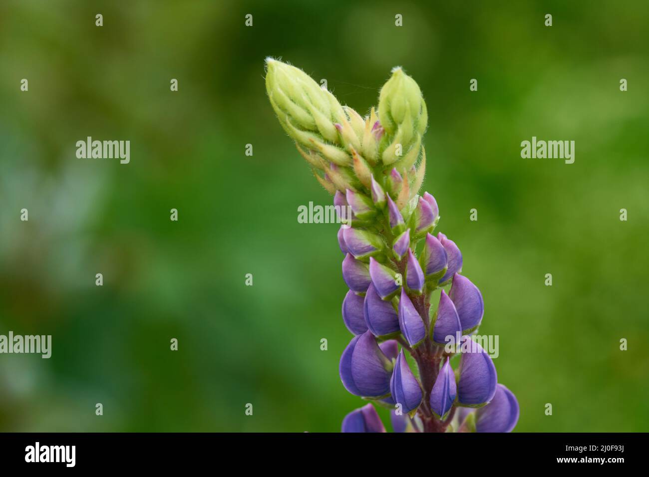 Violet lupinus polyphyllus hi-res stock photography and images - Alamy