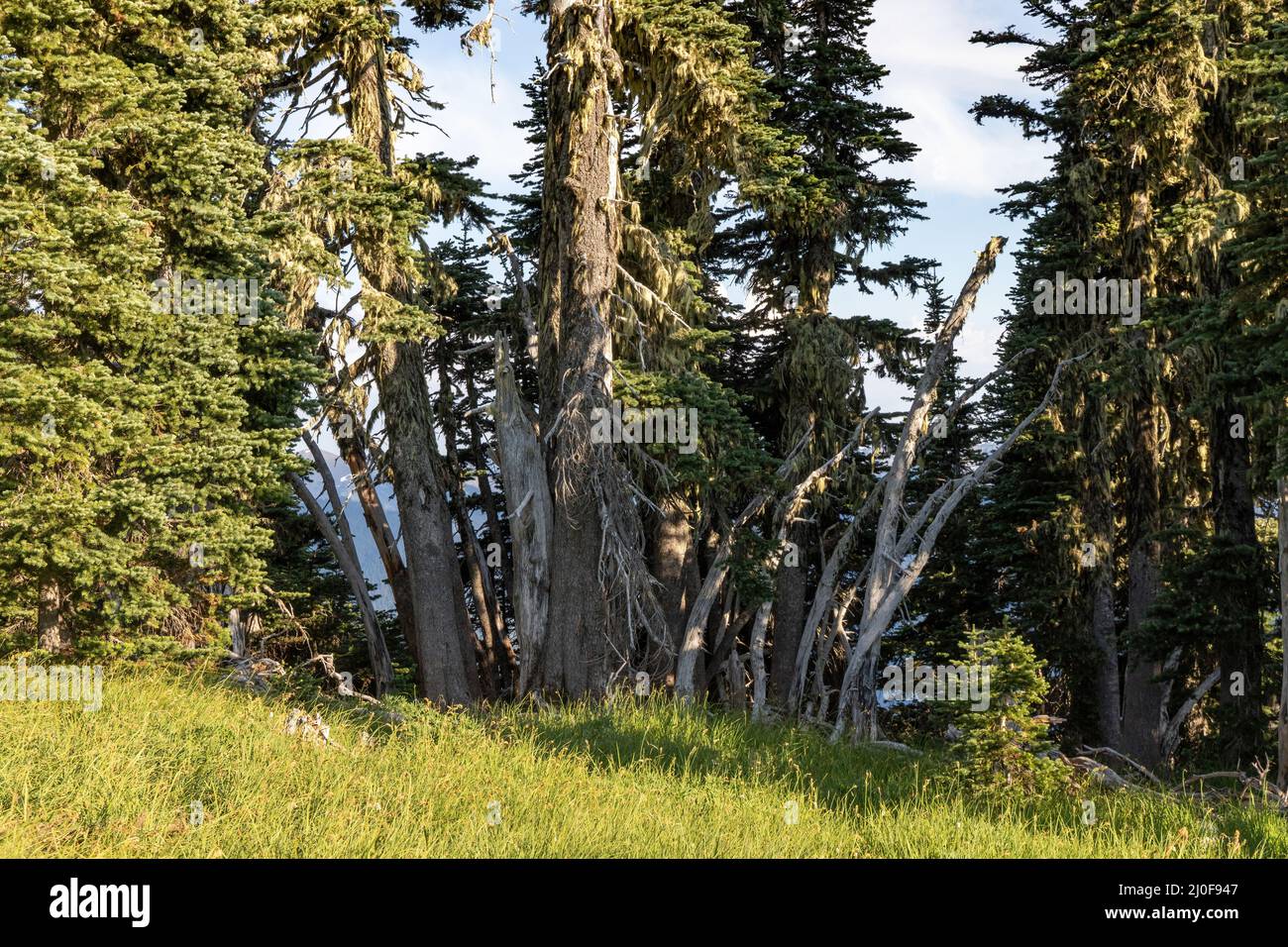 cluster of worn down trees growing together on the edge of a grassy ...