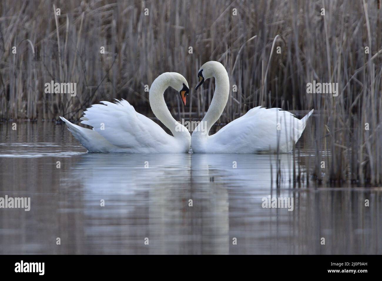 Love wildlife conservation hi-res stock photography and images - Alamy