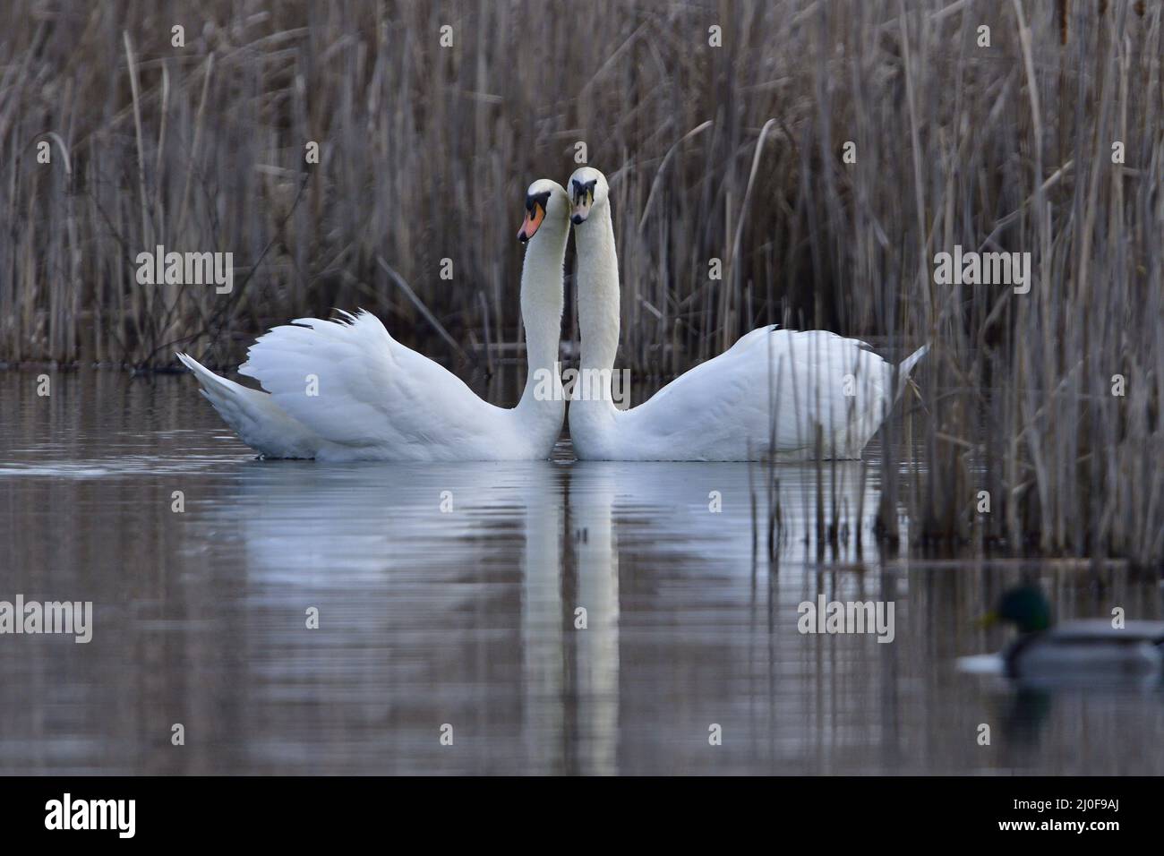 Love swan hi-res stock photography and images - Alamy