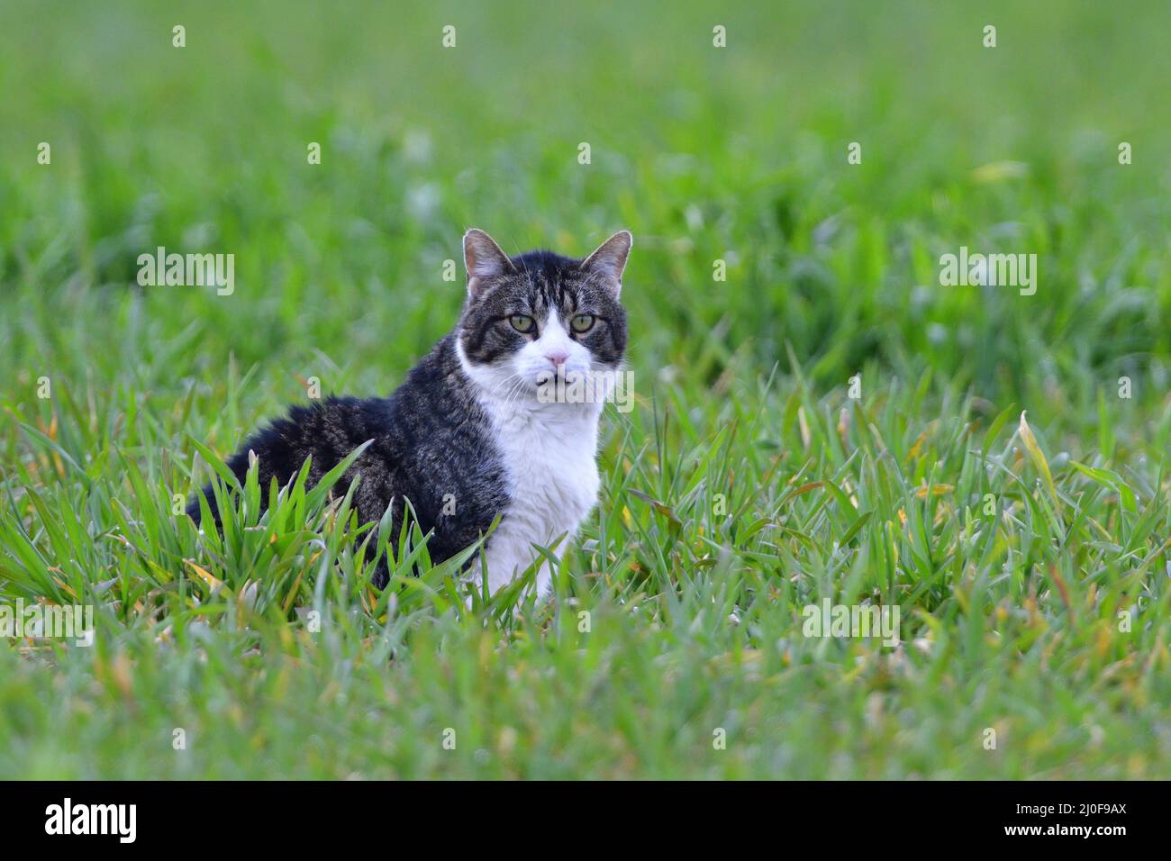 Meadow with a kitten hi-res stock photography and images - Alamy