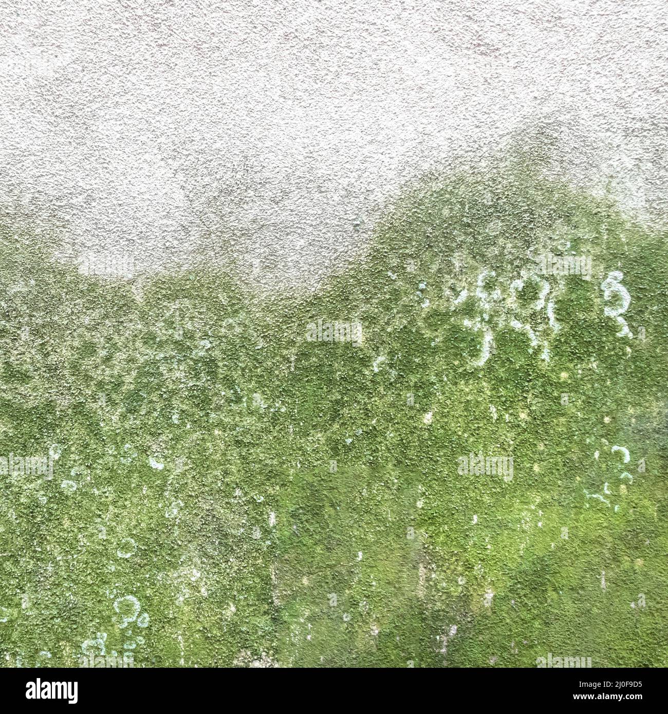 Mold and moss on wall Stock Photo - Alamy