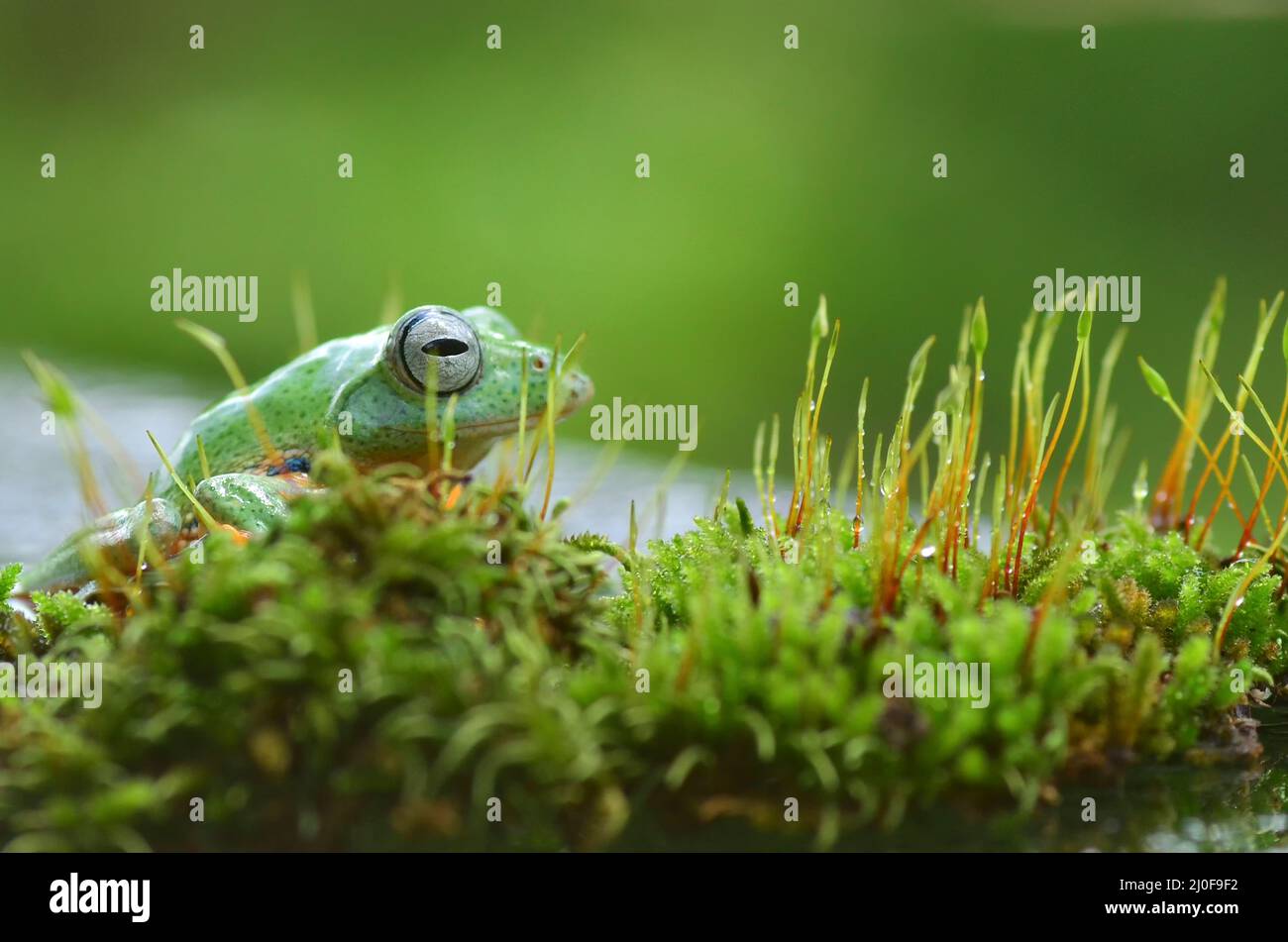 Flying frog hi-res stock photography and images - Alamy