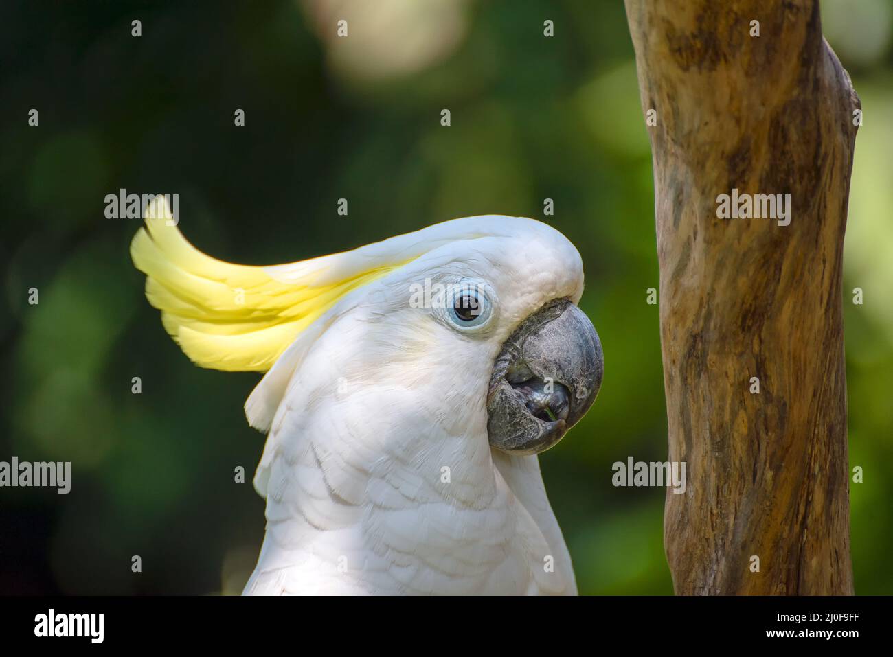 White australian parrot hi-res stock photography and images - Alamy